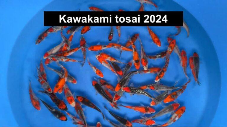 Flotte japanske Goshiki koi fra Kawakami.